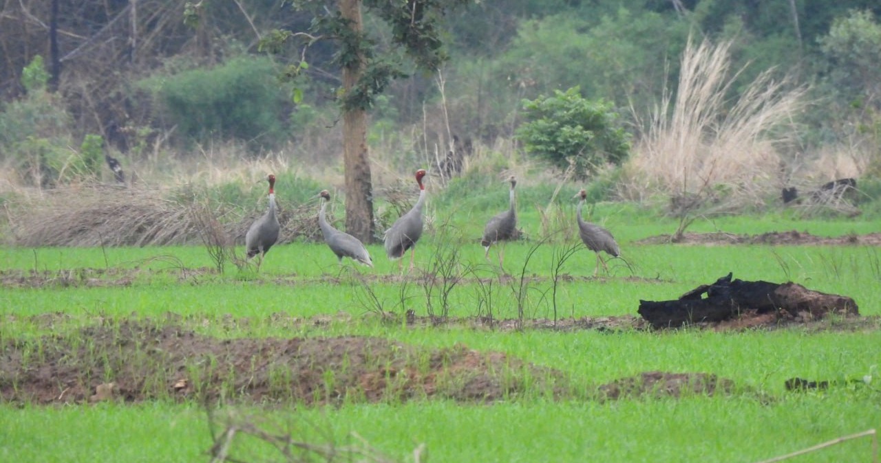 Lomphat Wildlife Sanctuary Remains Key Habitat for Sarus Cranes ...
