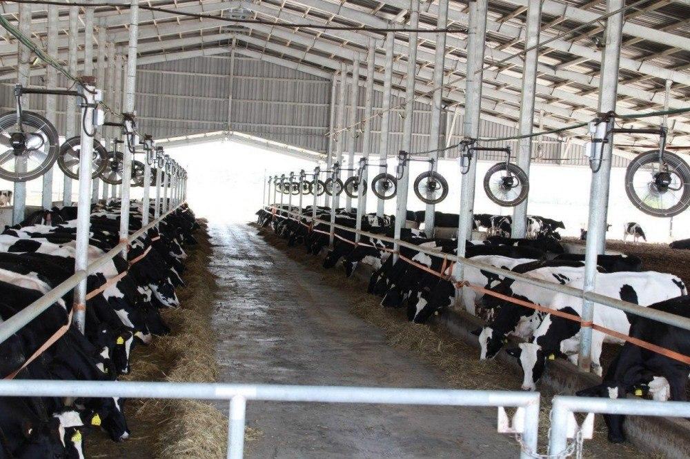New Dairy Farm Operates in Takeo Province - ក្រសួងព័ត៌មាន