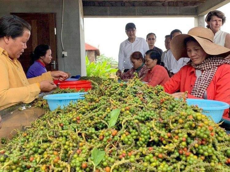 Kampot Pepper Yields Increase to 130 Tonnes - ក្រសួងព័ត៌មាន