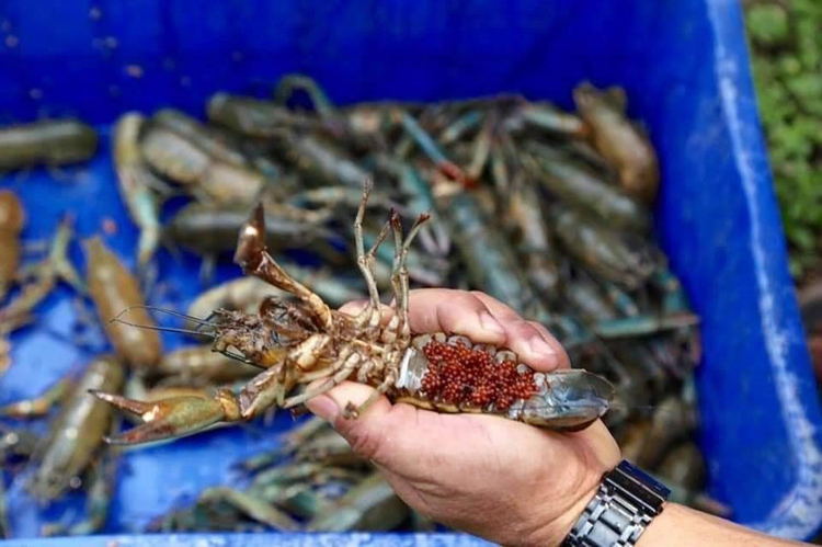 Lucrative Farming of Australian Lobsters - ក្រសួងព័ត៌មាន