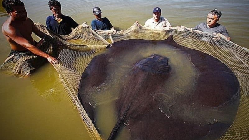 Cambodia’s Mekong River Believed to be a Healthiest Habitat of ...