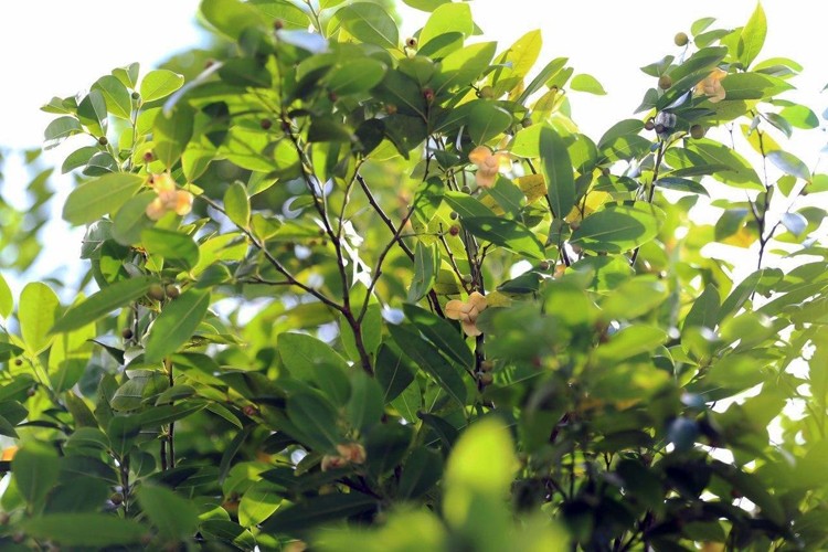 Cambodia National Flower | Best Flower Site