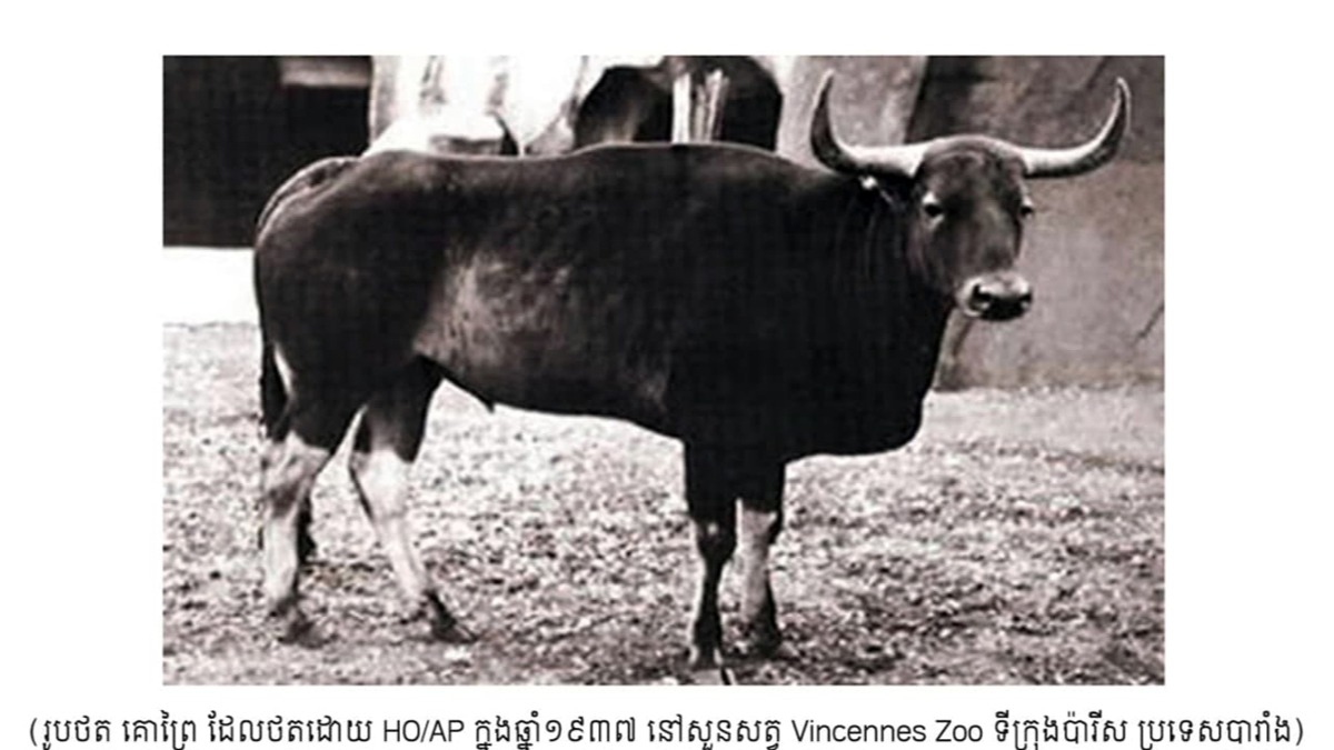 Photos of the Week: Kouprey, Banteng, Gaur Are Similar Species ...