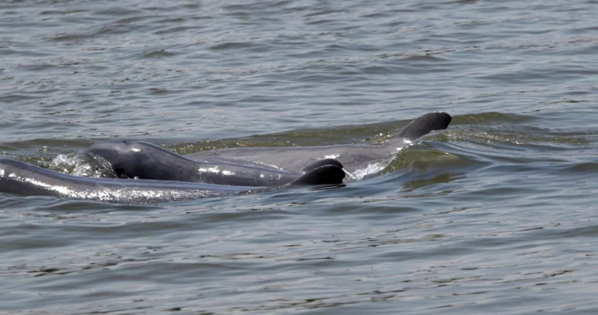Le troisième bébé du dauphin du Mékong né cette année - ក្រសួងព័ត៌មាន