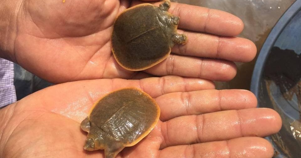 100 Critically Endangered Cantor's Giant Softshell Turtles Released ...