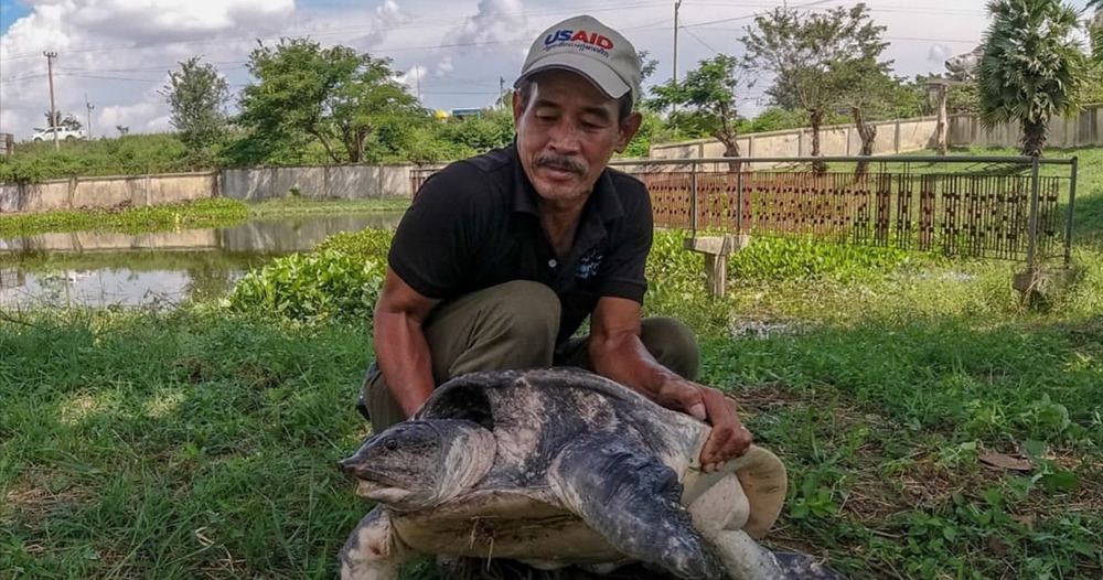 A Large Asiatic Soft-shell Turtle Arrives Safe Shelter - ក្រសួងព័ត៌មាន