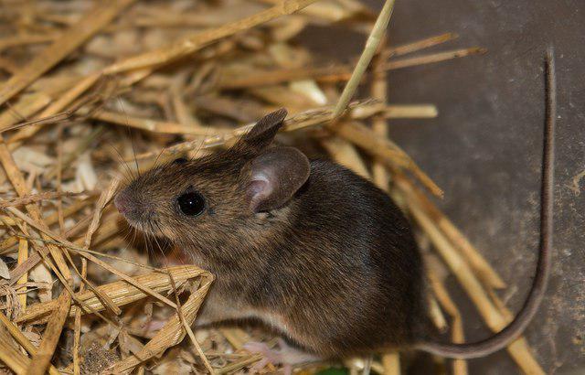 Research on Rodents in Natural Habitat Conducted - ក្រសួងព័ត៌មាន