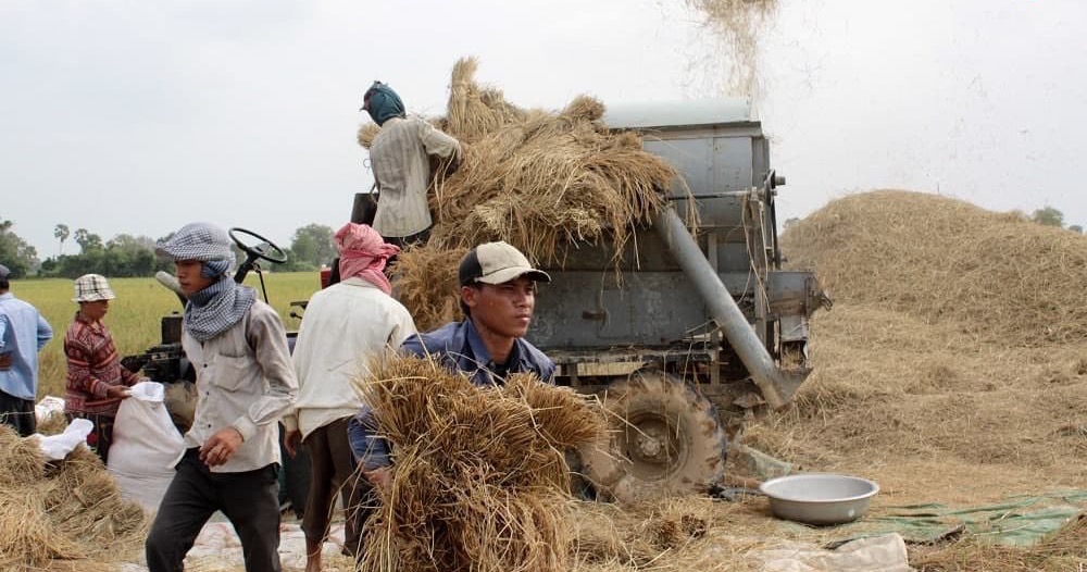 Near-Record Rice Output Seen in Cambodia in Latest Season - ក្រសួងព័ត៌មាន