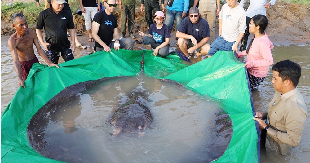 Boramy Confirmed as World’s Largest Freshwater Fish - ក្រសួងព័ត៌មាន