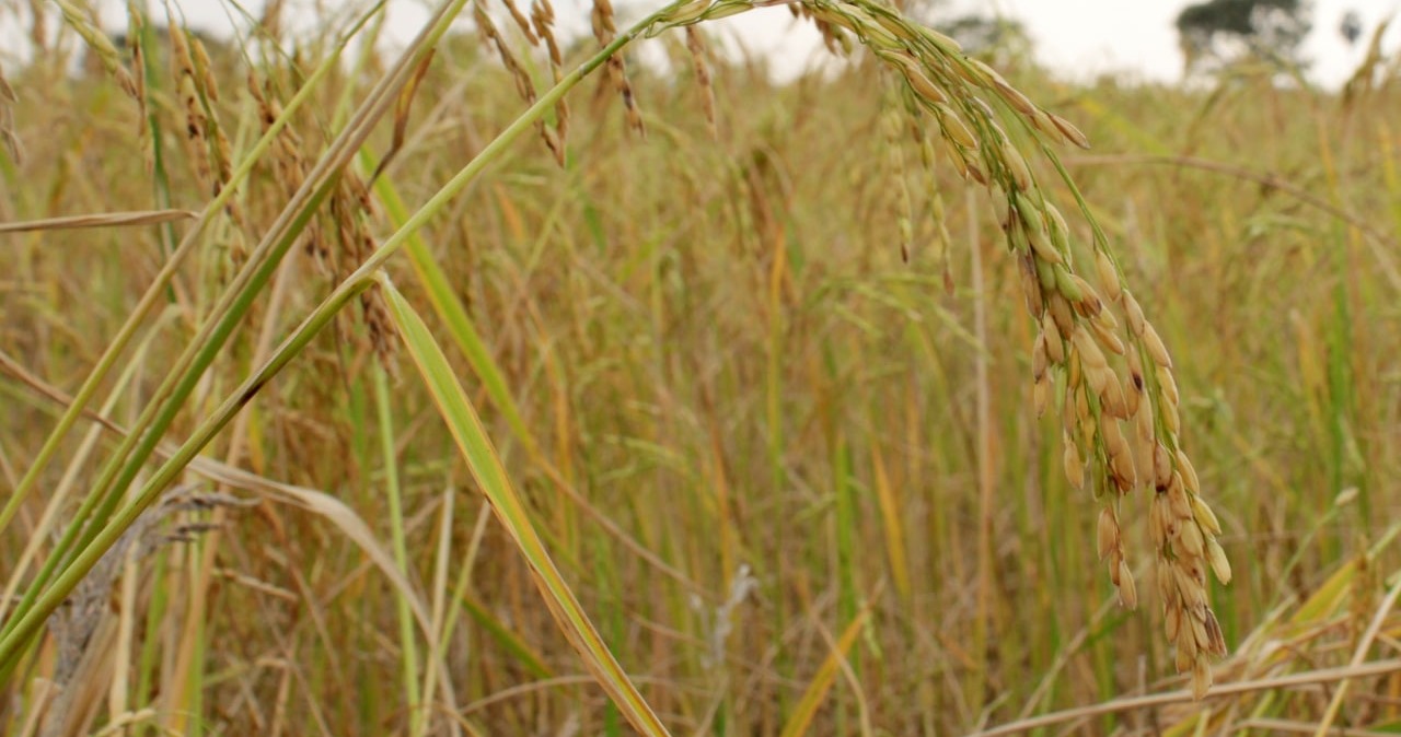 FAO Expects Cambodian Rice Output to Fall but Stay Above Average This ...